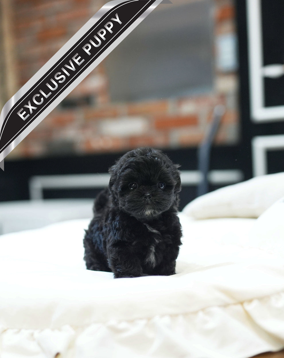 Black Teacup Maltipoo AVAILABLE PUPPIES | Snickersdoodles