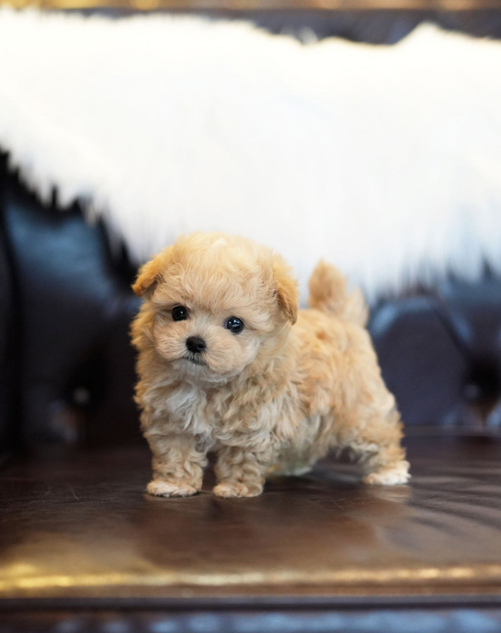 MALTIPOO_LATTE | JIHOON TEA CUP PUPPY